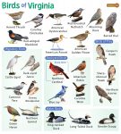 List of Common Birds Found in Virginia – Facts with Pictures