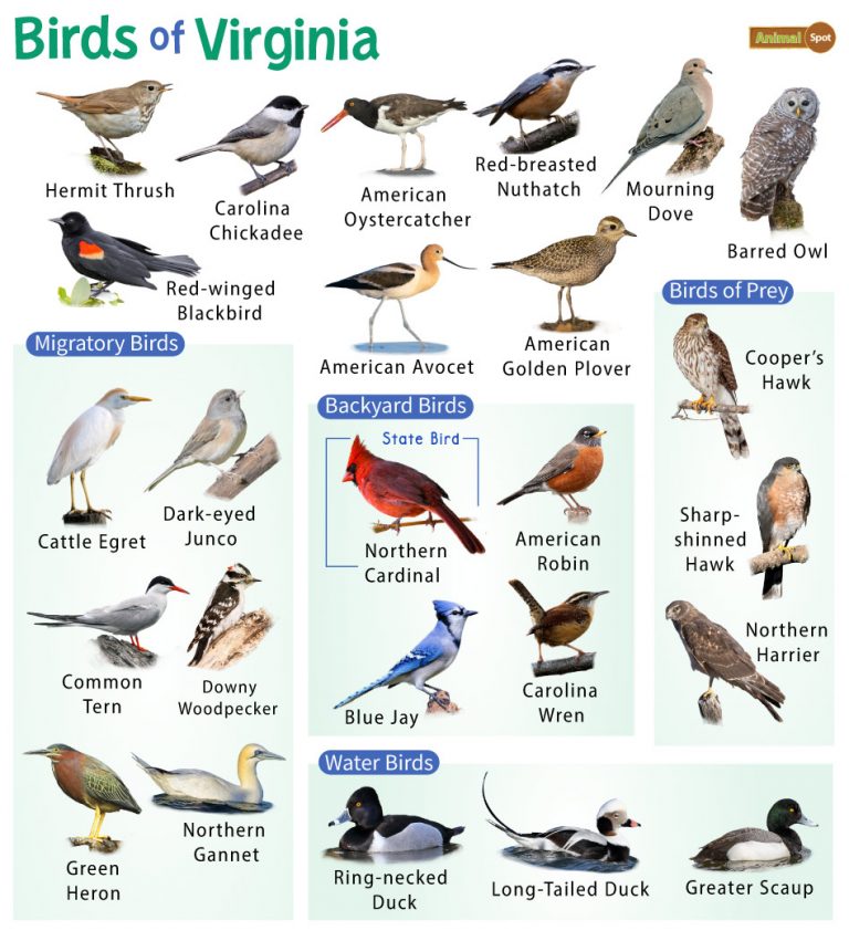 List of Common Birds Found in West Virginia – Facts with Pictures