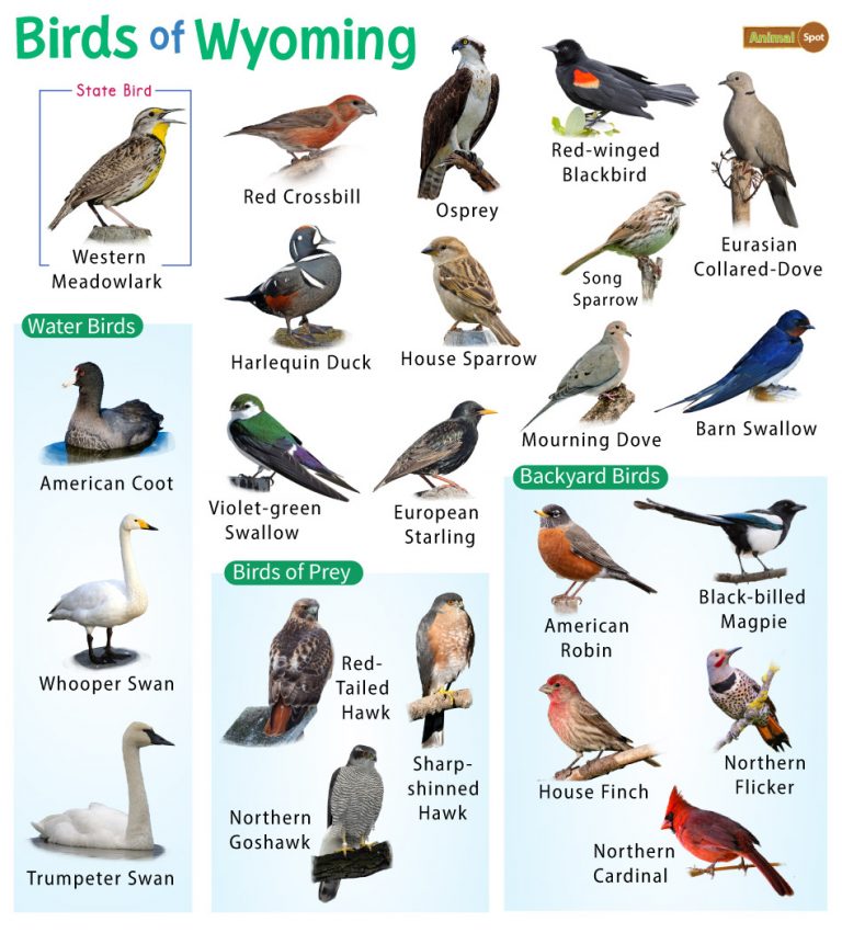 List of Common Birds Found in Wyoming – Facts with Pictures