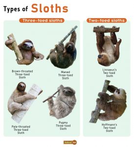 Sloth Facts, Types, Diet, Reproduction, Classification, Pictures