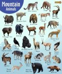 Mountain Animals – List, Altitude, Adaptations, Pictures
