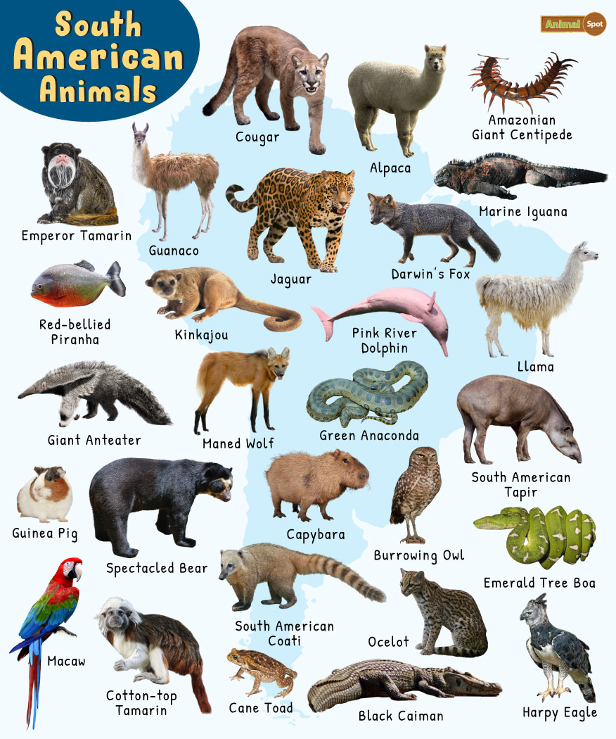 Rainforest Animals List With Names