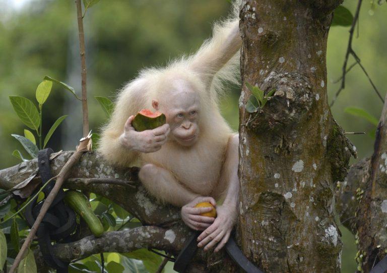 Albino Animals – List, Facts, Pictures, Chart, and More