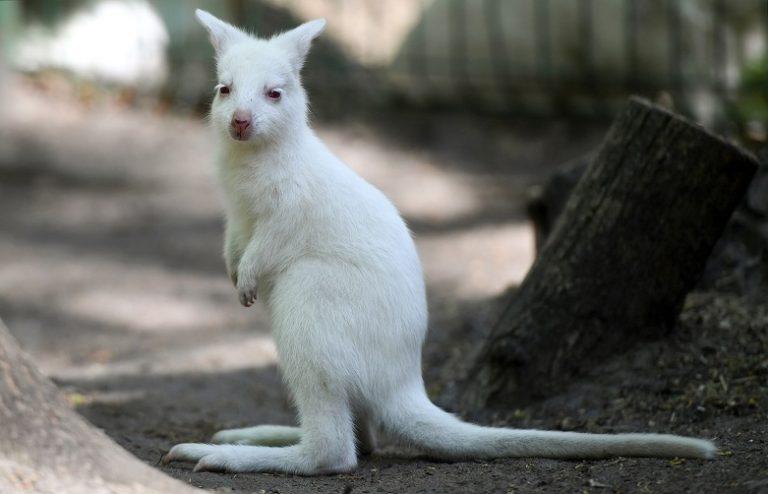 Albino Animals – List, Facts, Pictures, Chart, and More