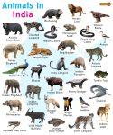 Animals in India: List, Facts, Pictures, and More
