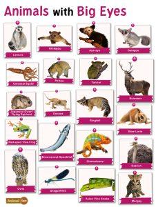 Red Eyed Birds – Facts, List, Pictures, and More
