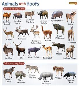 Hoofed Animals (Ungulates) – Facts, List, Pictures, and More