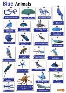 Blue Animals - List, Facts, Pictures, and More