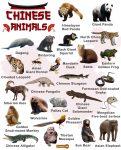 Chinese Animals – Facts, List, Pictures, Chart, and More