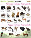 Deciduous Forest Animals - List, Facts, Diet, Adaptations, and Pictures