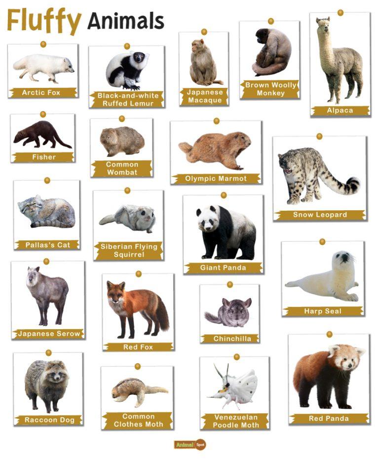 Small Animals - List, Facts, and Pictures