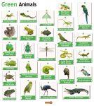 Green Animals – Facts, List, Pictures