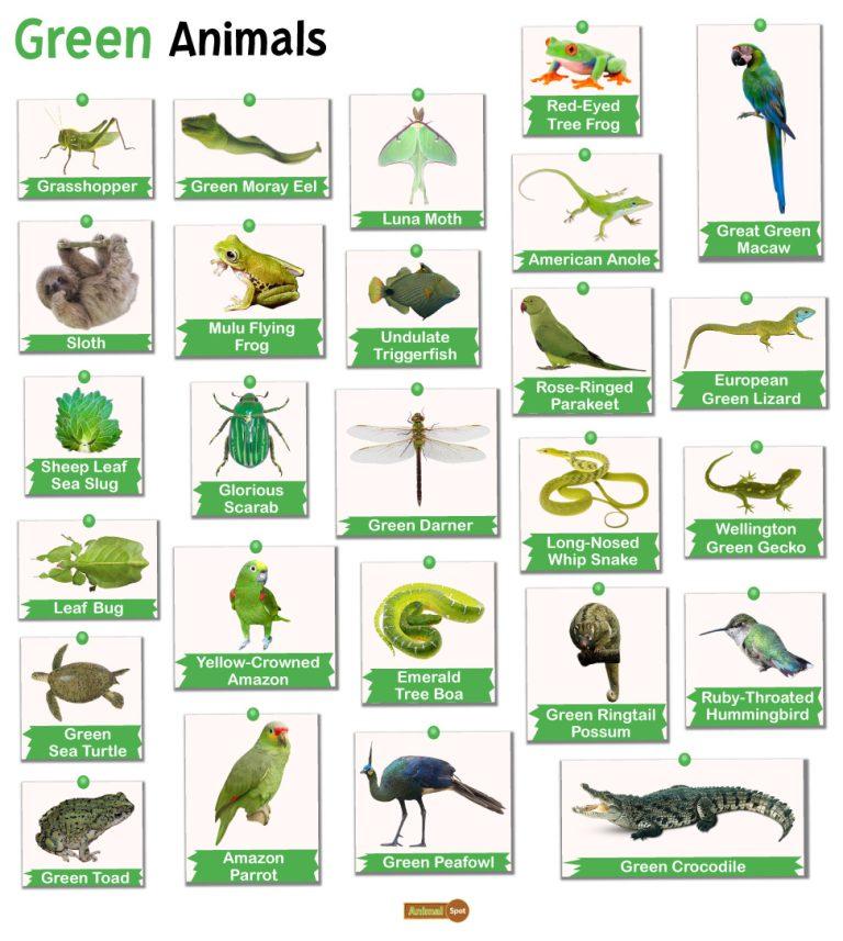 Green Animals – Facts, List, Pictures