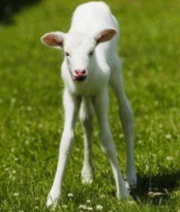 Albino Animals – List, Facts, Pictures, Chart, and More