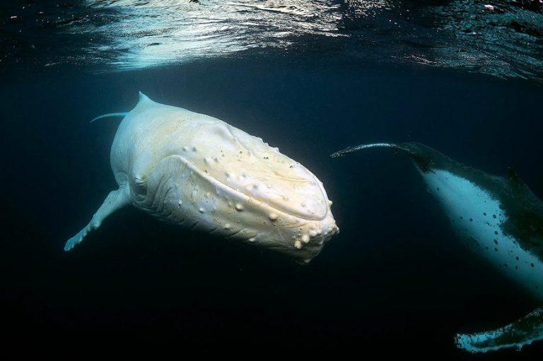 Albino Animals – List, Facts, Pictures, Chart, and More