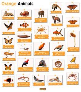 Orange Animals – Facts, List, Pictures, Chart