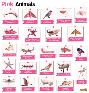 Pink Animals – Facts, List, Pictures, and More