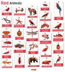 Red Animals – Facts, List, Pictures, and More