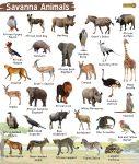 Savanna Animals List, Facts, Diet, Adaptations, and Pictures