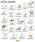 White Animals – Facts, List, Pictures, and More