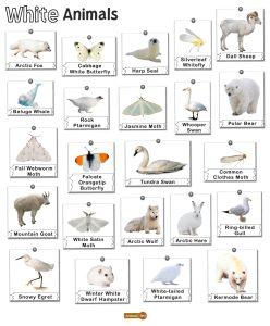 White Animals – Facts, List, Pictures, and More