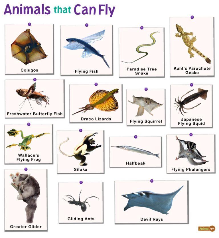 Flying Animals - List, Facts, and Pictures of Animals that Can Fly