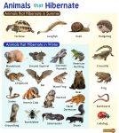 Animals that Hibernate: List and Facts with Pictures, Chart, and More