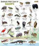 Swamp Animals - List, Facts, Pictures, and More