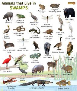 Swamp Animals - List, Facts, Pictures, and More