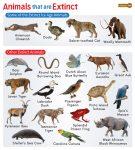 Extinct Animals - List, Facts, Extinction Dates and Cause, Pictures