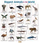 Biggest Animals in the World: List and Facts with Pictures