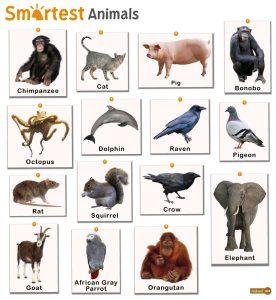 Smartest Animals in the World – List, Facts, Pictures