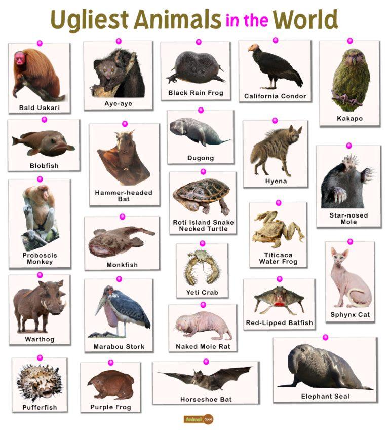 Ugly Animals - List, Facts, and Pictures