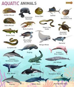 Sea Animals – Facts, List, Pictures, and More