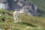 Dall Sheep – Facts, Size, Habitat, and Pictures