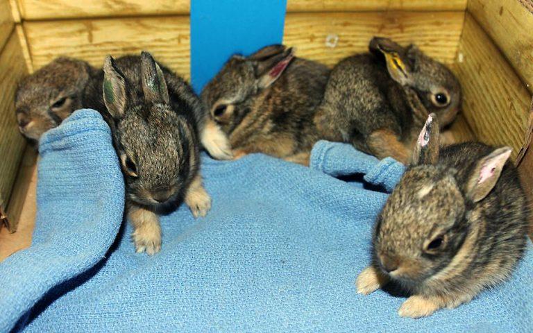 Desert Cottontail – Facts, Size, Habitat, and Pictures