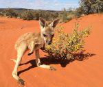 Red Kangaroo – Facts, Characteristics, Size, Habitat, and Pictures