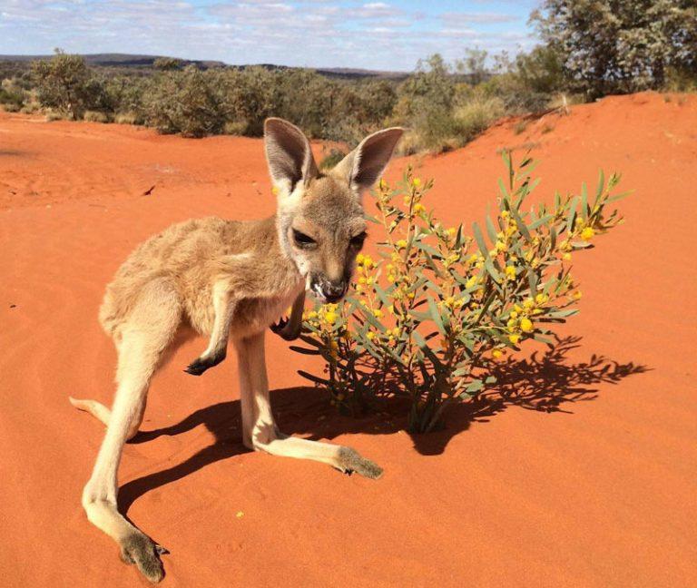 Red Kangaroo – Facts, Characteristics, Size, Habitat, and Pictures