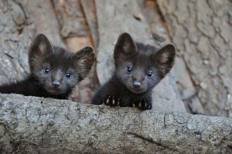 Sable – Facts, Size, Habitat, Diet, Lifespan, and Pictures