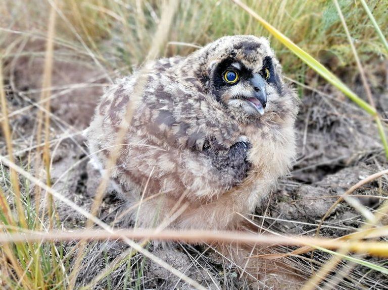 Short-Eared Owl – Facts, Size, Habitat, and Pictures