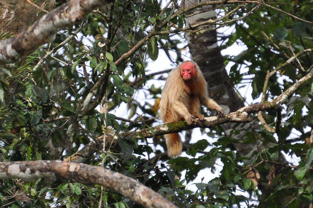Bald Uakari – Facts, Characteristics, Size, Habitat, and Pictures