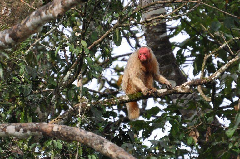 Bald Uakari – Facts, Characteristics, Size, Habitat, and Pictures