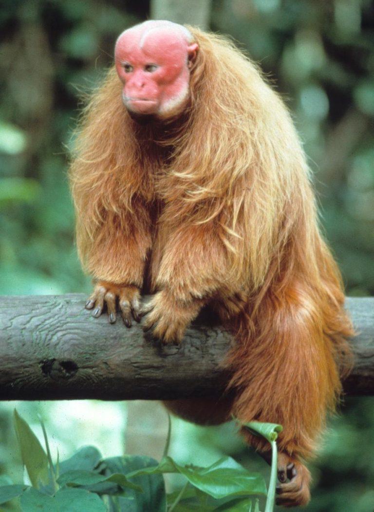 Bald Uakari – Facts, Characteristics, Size, Habitat, and Pictures