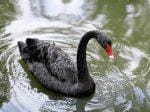 Black Swan – Facts, Characteristics, Size, Habitat, and Pictures