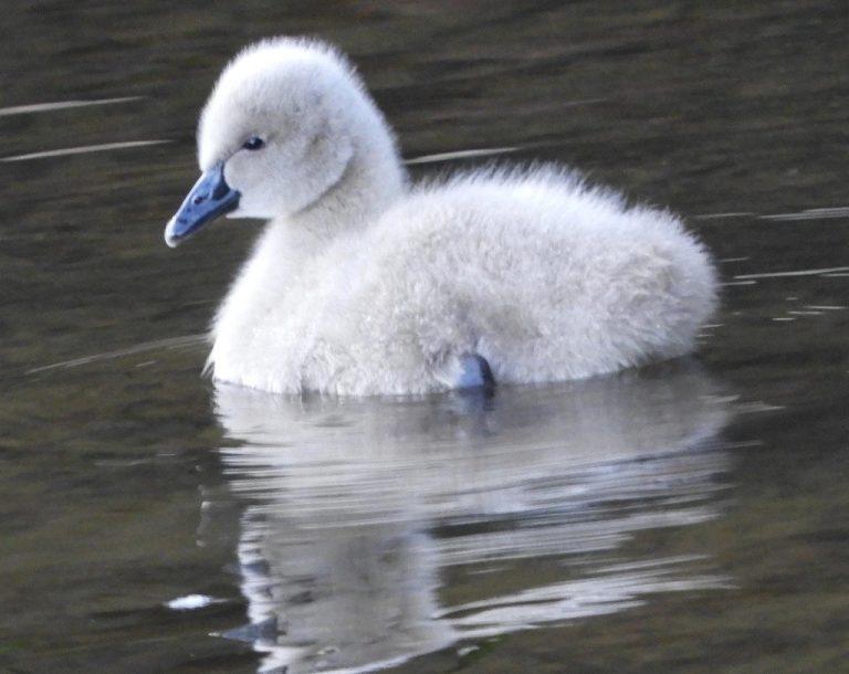 Black Swan – Facts, Characteristics, Size, Habitat, and Pictures