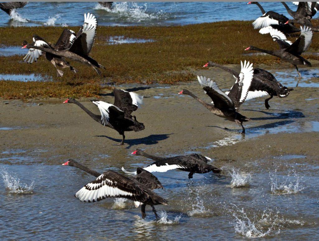Black Swan – Facts, Characteristics, Size, Habitat, and Pictures