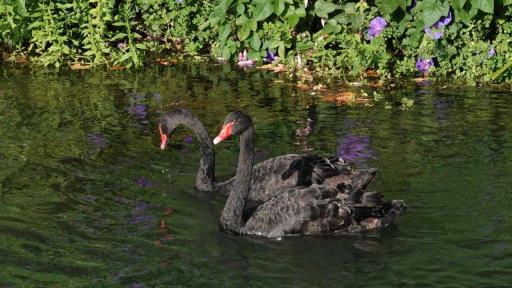 Black Swan – Facts, Characteristics, Size, Habitat, and Pictures