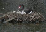 Black Swan – Facts, Characteristics, Size, Habitat, and Pictures