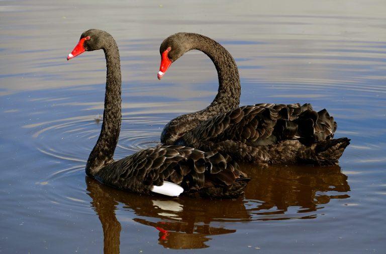 Black Swan – Facts, Characteristics, Size, Habitat, and Pictures