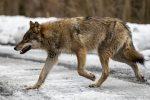 Eurasian Wolf – Facts, Size, Characteristics, Habitat, and Pictures